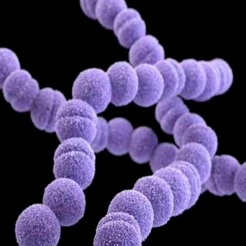 NEUMOCOCO ¡Lo que debes saber! - Clínica Javier Prado